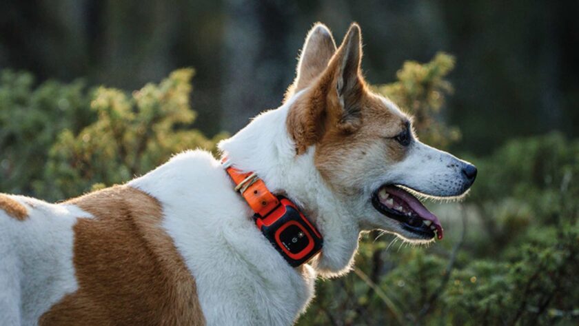 Dog GPS: How It Works and What You Get for the Money